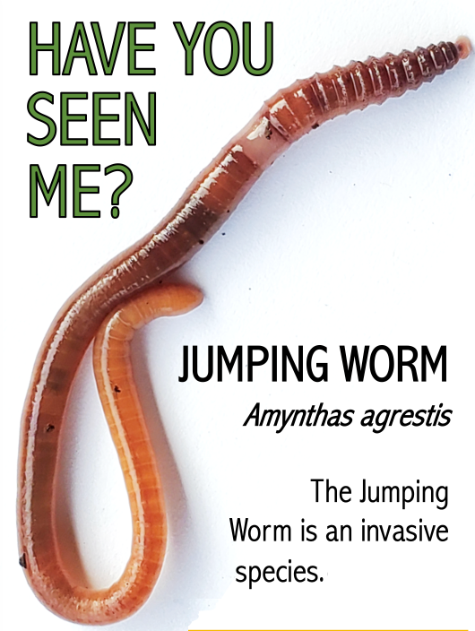 Attention Oregon Gardeners: Invasive Worms! | Santa Clara Community ...