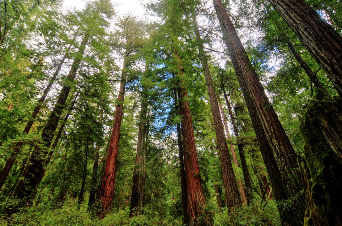 Want a Sequoia Tree? How about 2,000 of them? | Santa Clara Community ...